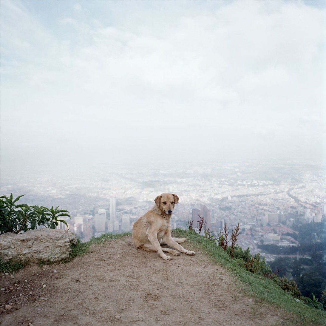 Alec Soth | Dog Days, Bogotá